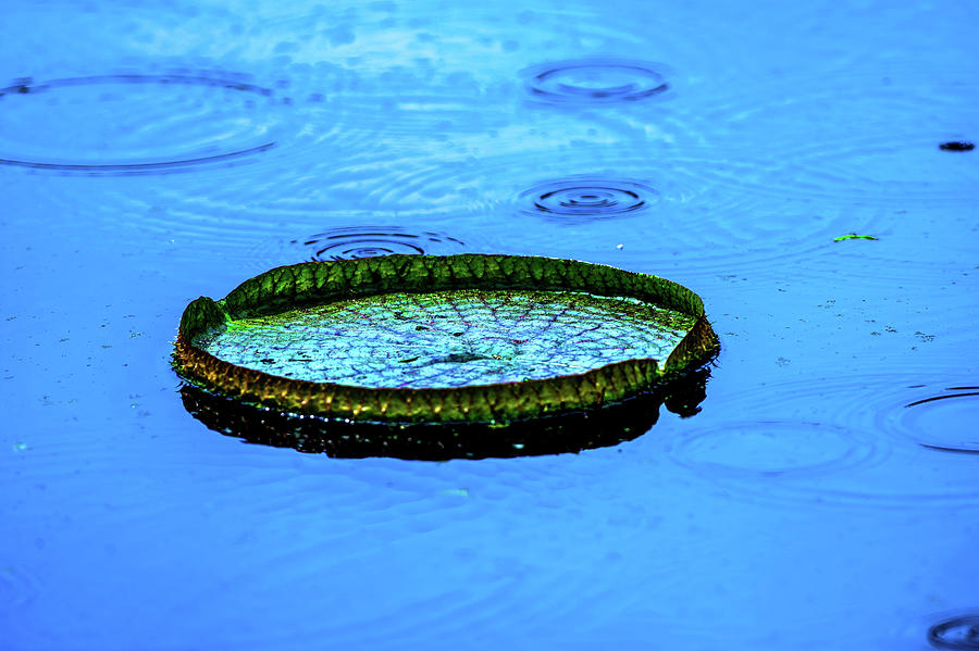 Lilly Pad Photograph By Kelly Jones Fine Art America
