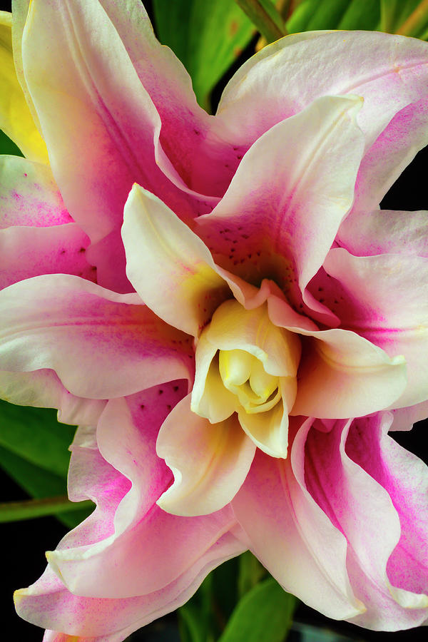 Lily Rose In Pink And White Photograph by Garry Gay - Pixels