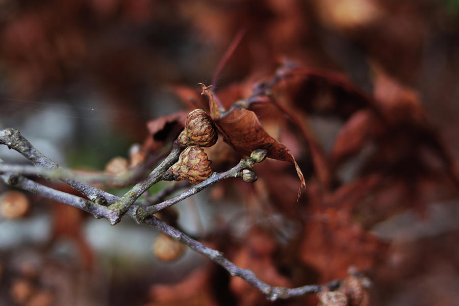 Limb of a Fallen Oak Photograph by Kayla Cox - Fine Art America