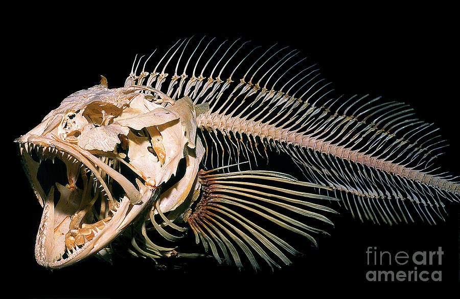 Lingcod Fish Skeleton, Jaw, Teeth Photograph by Wernher Krutein - Pixels
