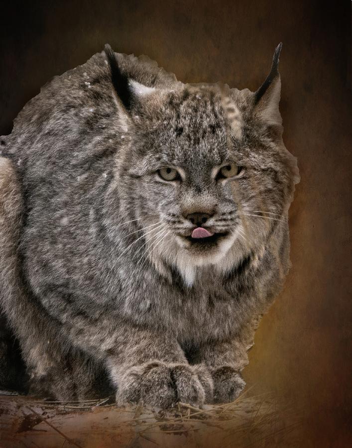 Linx Face Photograph by Richard Smith - Pixels