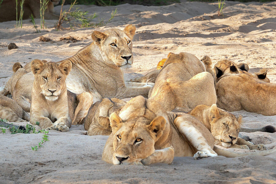 Lion Pride 2 Photograph by Grant Ihrke - Pixels