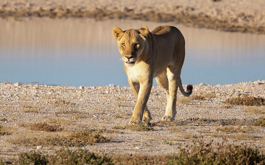 Lioness by Lei Zhang