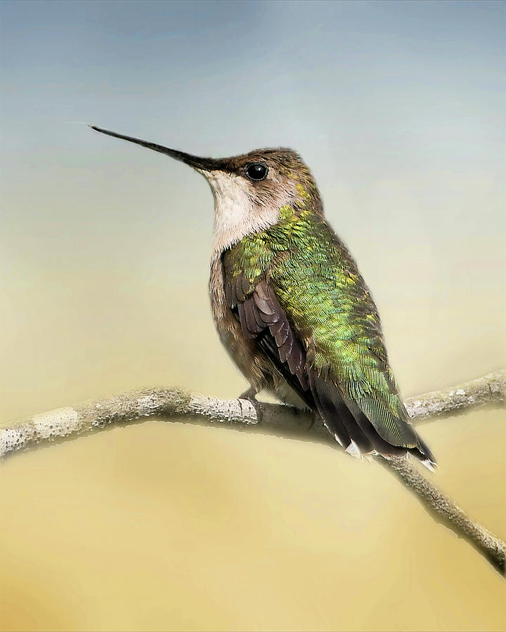 Little Hummer Photograph by Monica Hawse - Fine Art America