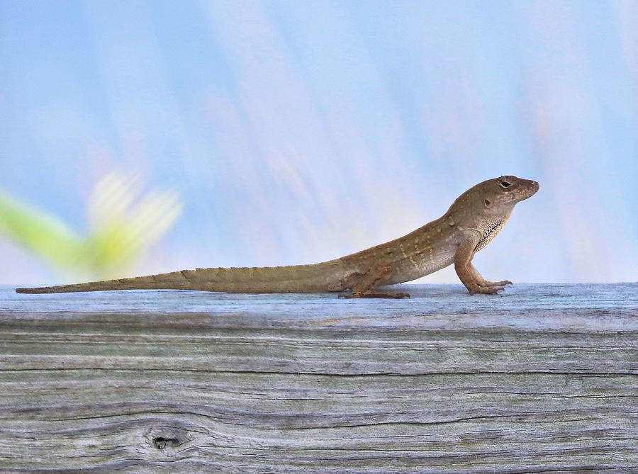Little Lizard Photograph by Rick Davis - Fine Art America
