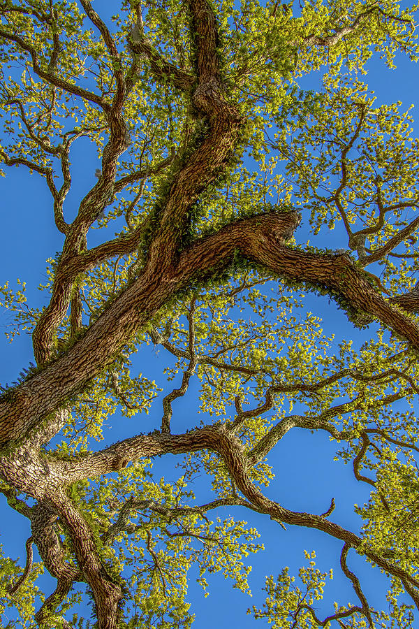 Live Oak Tree Photograph By Jean Haynes Fine Art America