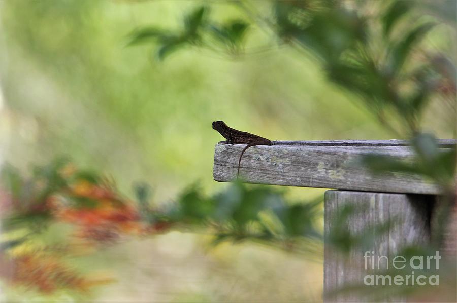 Lizard Heaven Photograph by Donald Sawin - Fine Art America