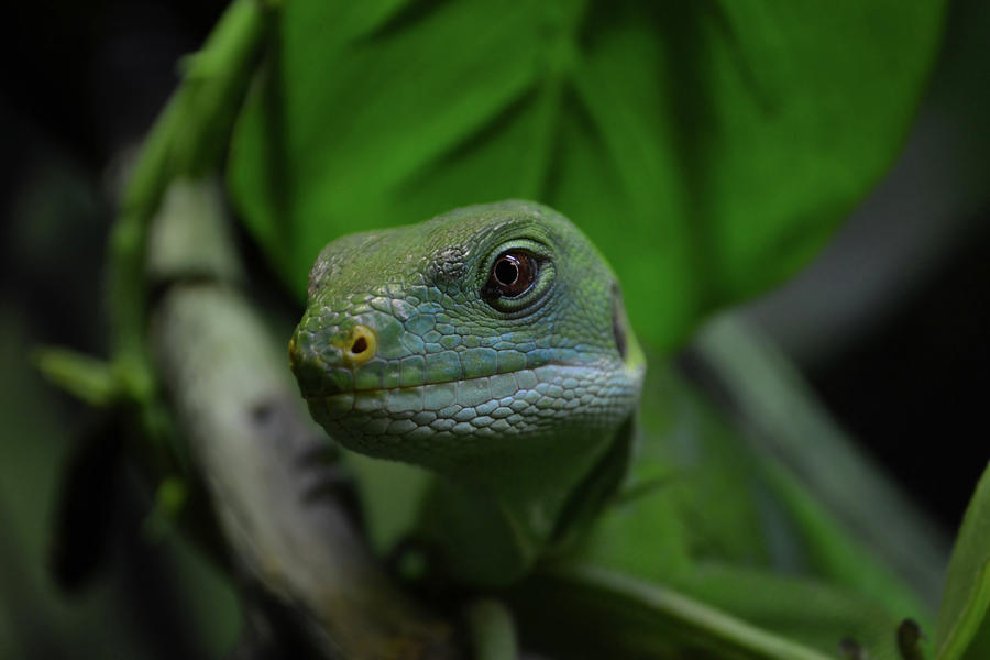 Lizard look Photograph by Viktoria Ruban - Fine Art America