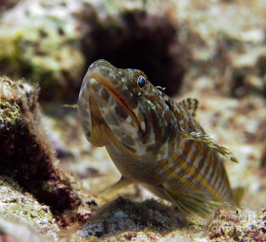 Lizardfish Face 7 Photograph by Brian Ardel - Fine Art America