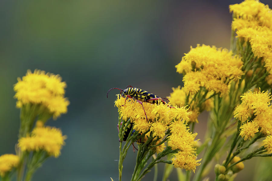 Locust Borer Beetle Photograph by Laurel Gale - Fine Art America