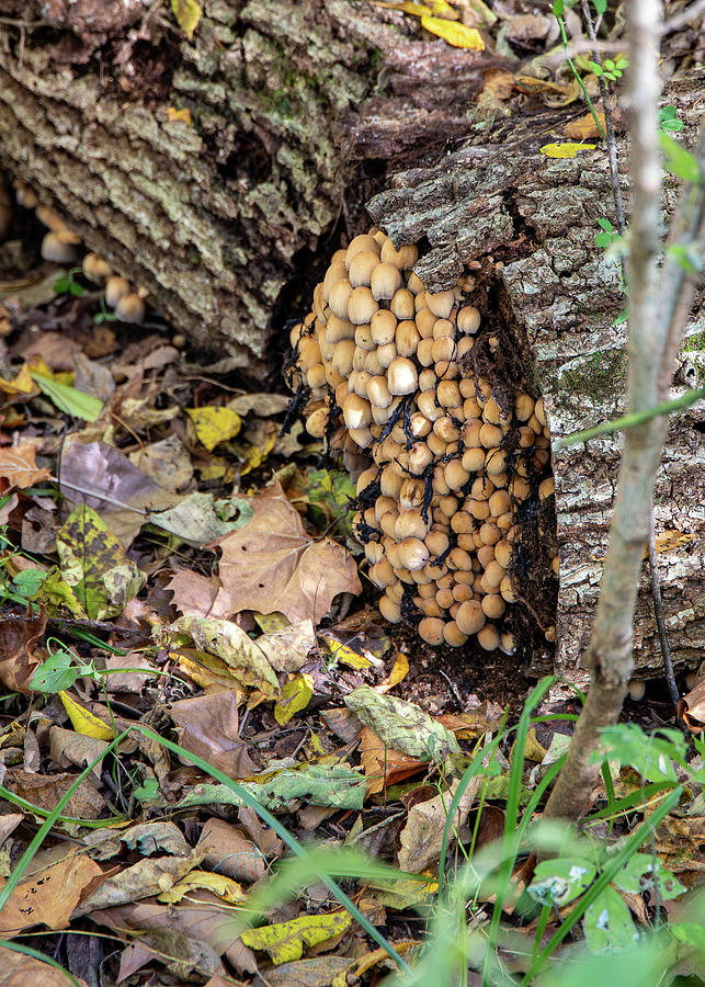 Log Life Photograph by David Beard - Fine Art America