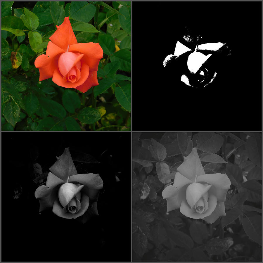 Lone Coral Rose Collage Photograph by Morgan Healy - Fine Art America