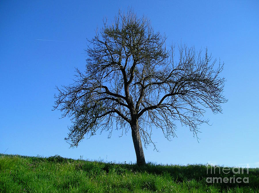 Lonely Tree in Spring Photograph by Birgit Moldenhauer - Fine Art America