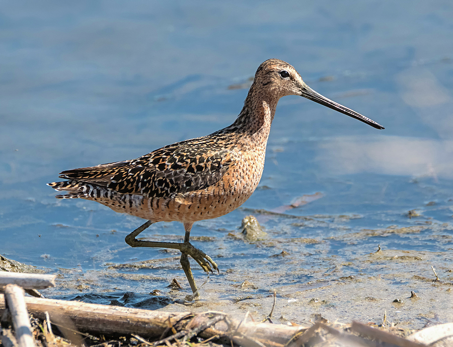 Long-billed Dowitcher Photograph by Loree Johnson - Fine Art America