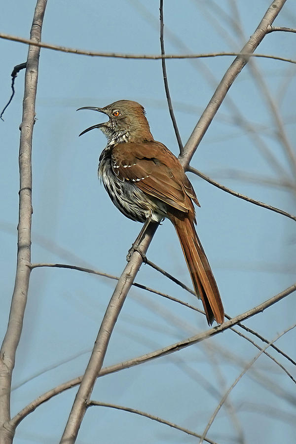 Long-billed Thrasher Photograph by Alan Lenk - Fine Art America