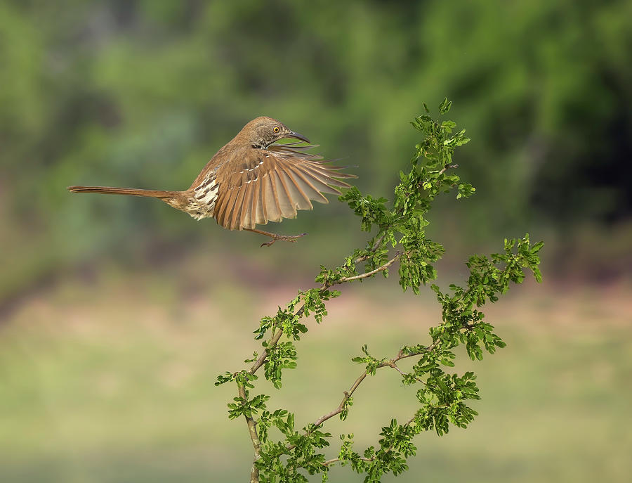Long Billed Thrasher Landing South Texas Photograph by Joan Carroll ...