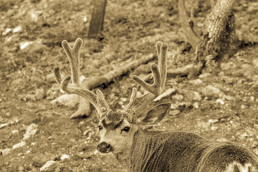 Looking Back Mule Deer 001531 Photograph by Renny Spencer - Pixels