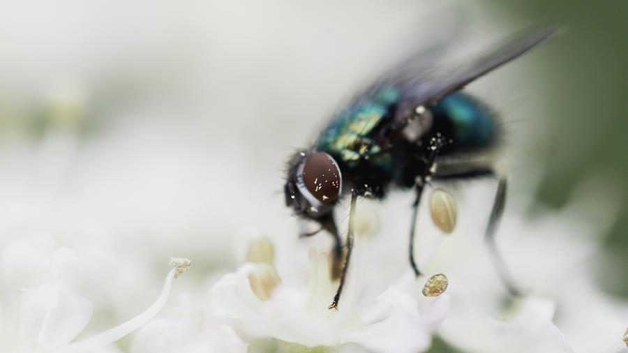 Looking Fly Photograph by Scott Lyons - Fine Art America