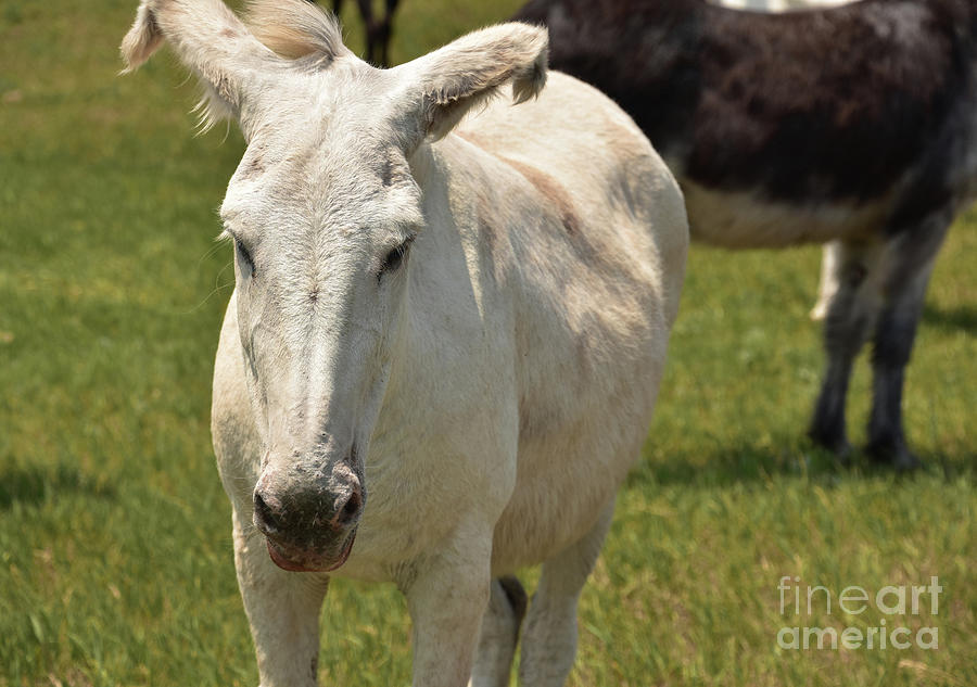 Looking into the Face of a White Burro with Bent Ears Photograph by ...