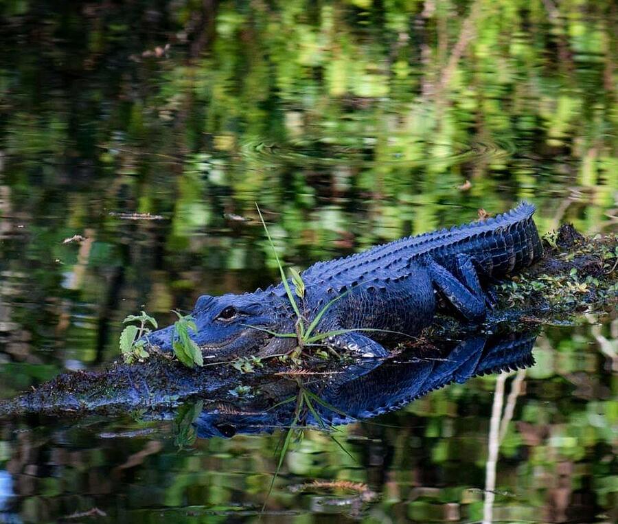 Loop Road Gator Photograph by Daniel Powers - Pixels