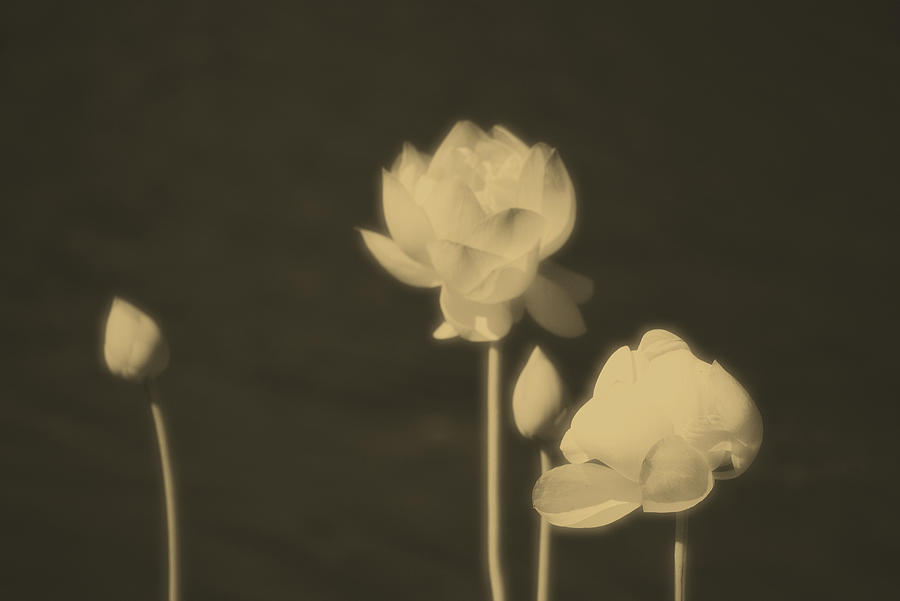 Lotus Bloom And Summer Photograph by Siyano Prach - Pixels Lotus Bloom And Summer Photograph by Siyano Prach - Pixels