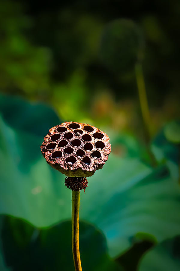 Lotus Seed Pod 2 Photograph By Stuart Litoff Pixels