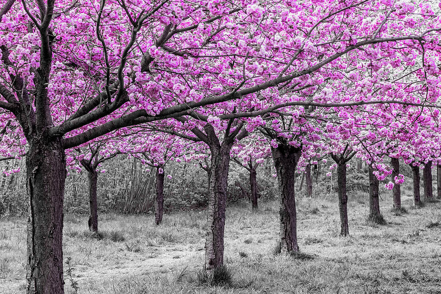 Lovely spring - Cherry trees in perfect bloom Photograph by Melanie ...