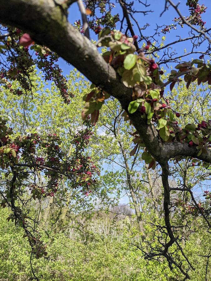 Low Hanging Photograph by Hannah Galactic - Pixels