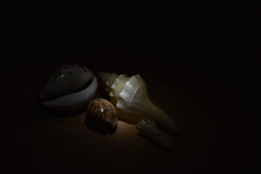 Low Key Shells Photograph by Michaela Perryman - Fine Art America