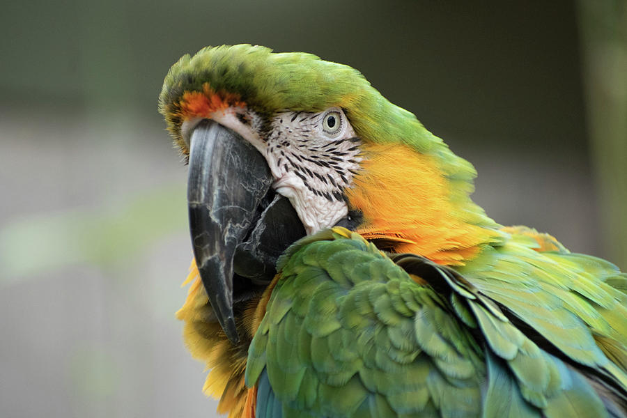 Macaw bird Photograph by Vicky Hart - Fine Art America