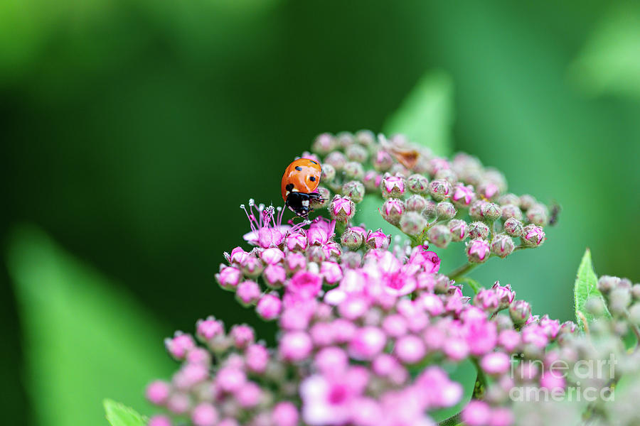 Macro photography of a ladybug in its natural habitat Photograph by ...
