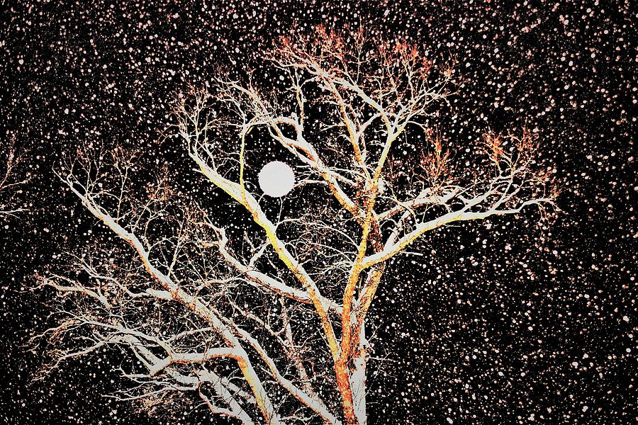 Magical moment Photograph by Elliot Abelson | Fine Art America