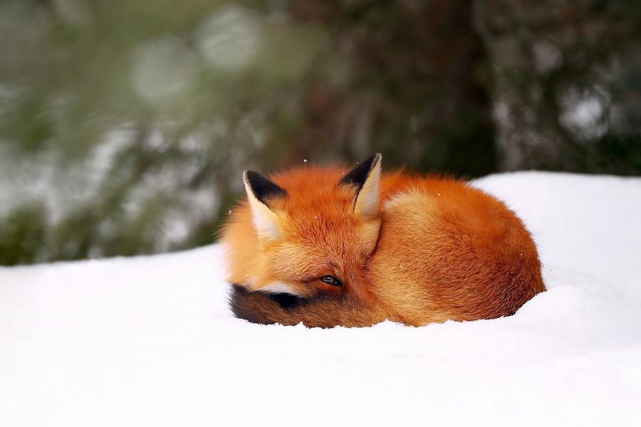 Magnificent Gorgeous Red Fox Sleeping Snow Ultra HD Photograph by ...