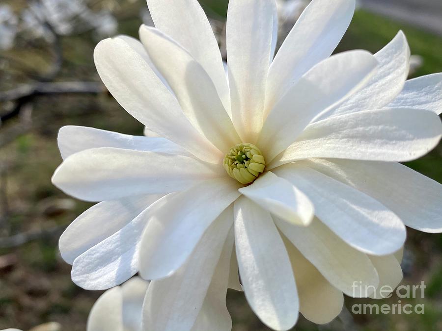 Magnificent Magnolia Photograph by Jessica Mumford - Fine Art America