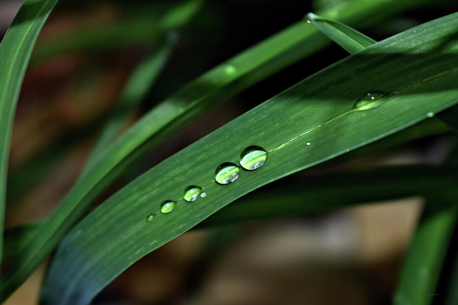 Magnifying Raindrops Photograph by Kathy K McClellan - Fine Art America