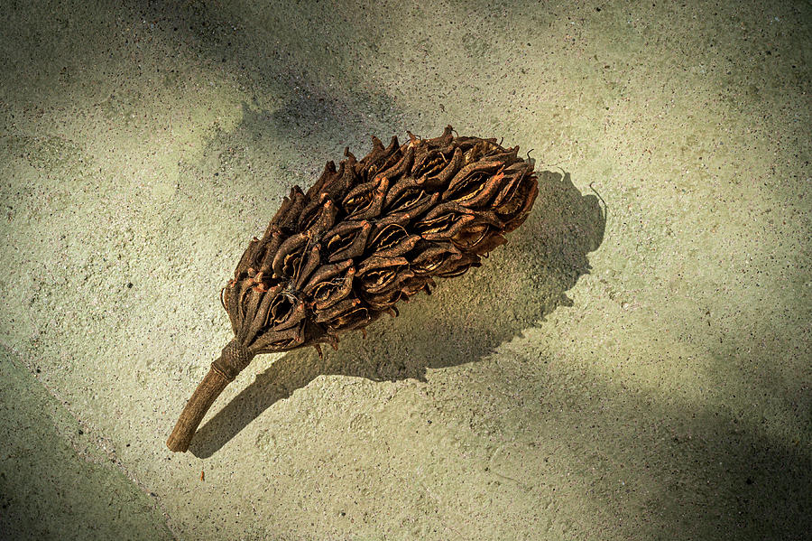 Magnolia Tree Seed Pod Photograph by Craig Brewer - Fine Art America