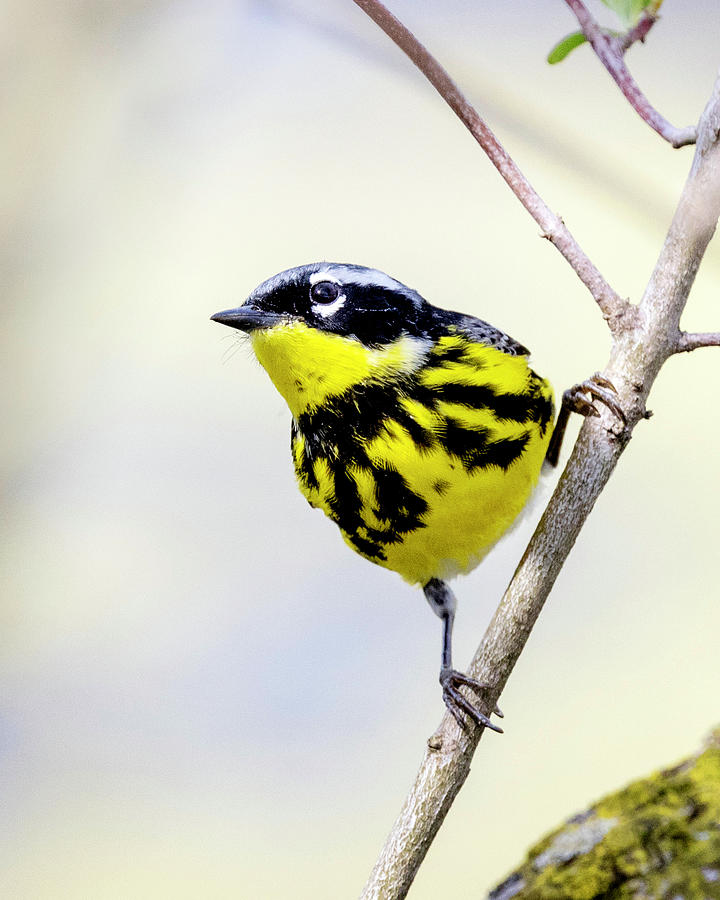Magnolia Warbler close up Photograph by Deborah Penland - Fine Art America