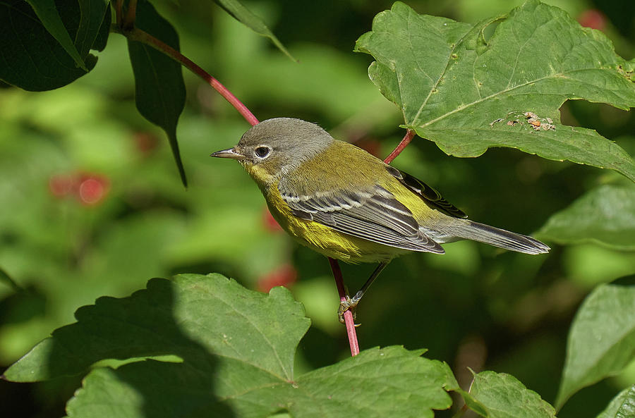 Magnolia warbler Photograph by Yuri Chaban | Fine Art America