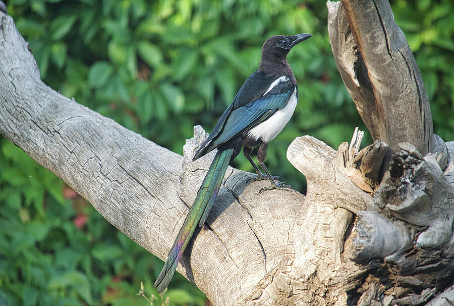 Magpie Profile Photograph by Photos By Scotty Baby - Fine Art America