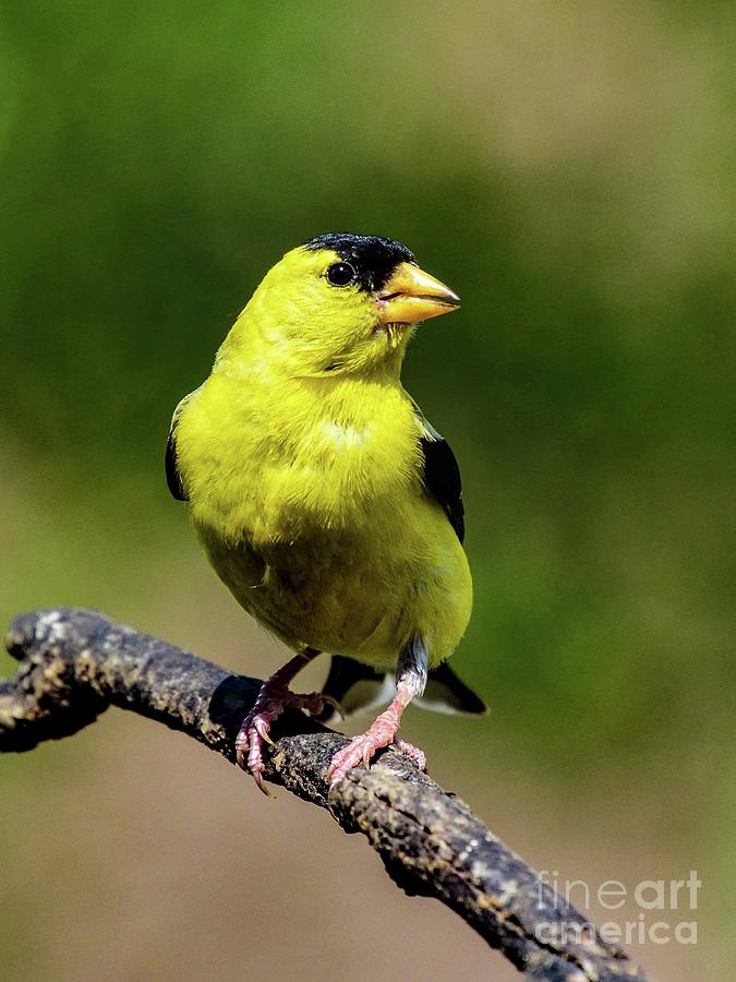 Male American Goldfinch Posing Briefly Photograph by Cindy Treger ...