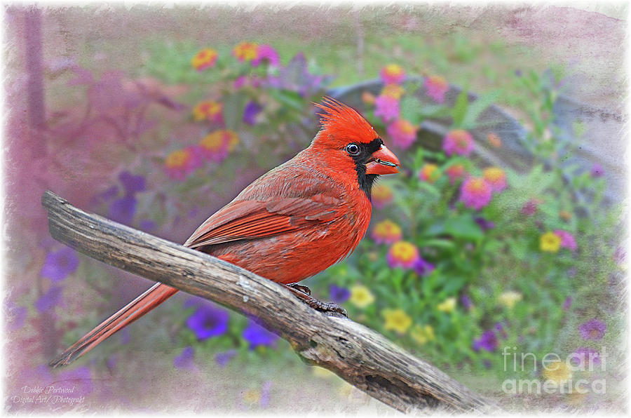 Male Cardinal with Lantana Photograph by Debbie Portwood - Fine Art America