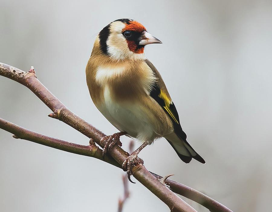 Male goldfinch Photograph by Tewfik Benmessaoud | Fine Art America