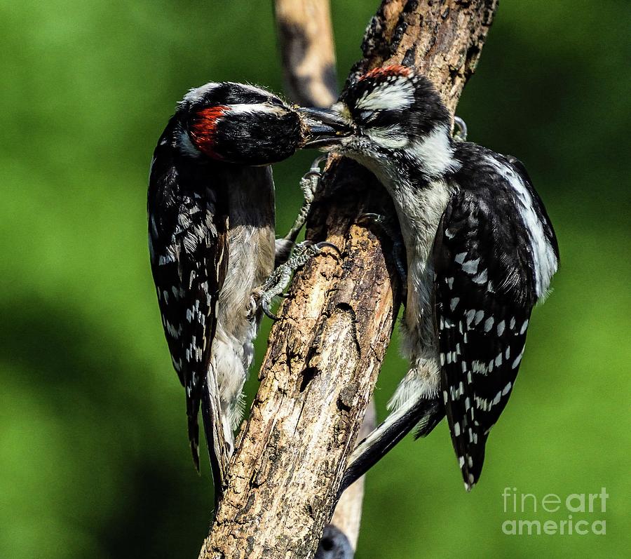Male Hairy Woodpecker Feeding Male Juvenile Photograph by Cindy Treger ...