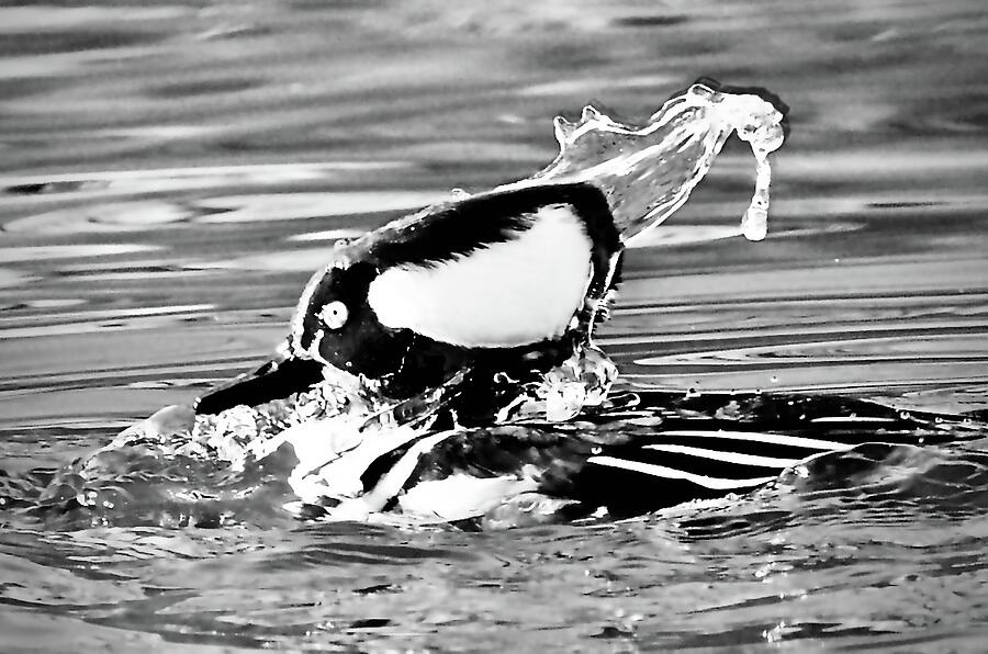 Male Hooded Merganser Bathing In Mono Photograph by Neil R Finlay ...