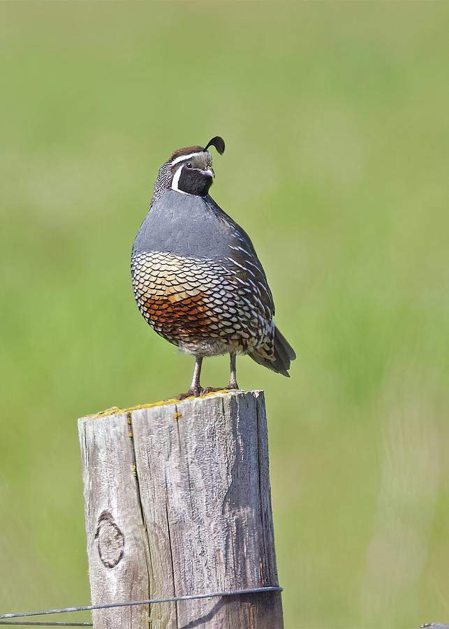 Male Quail Photograph by David Golding - Fine Art America