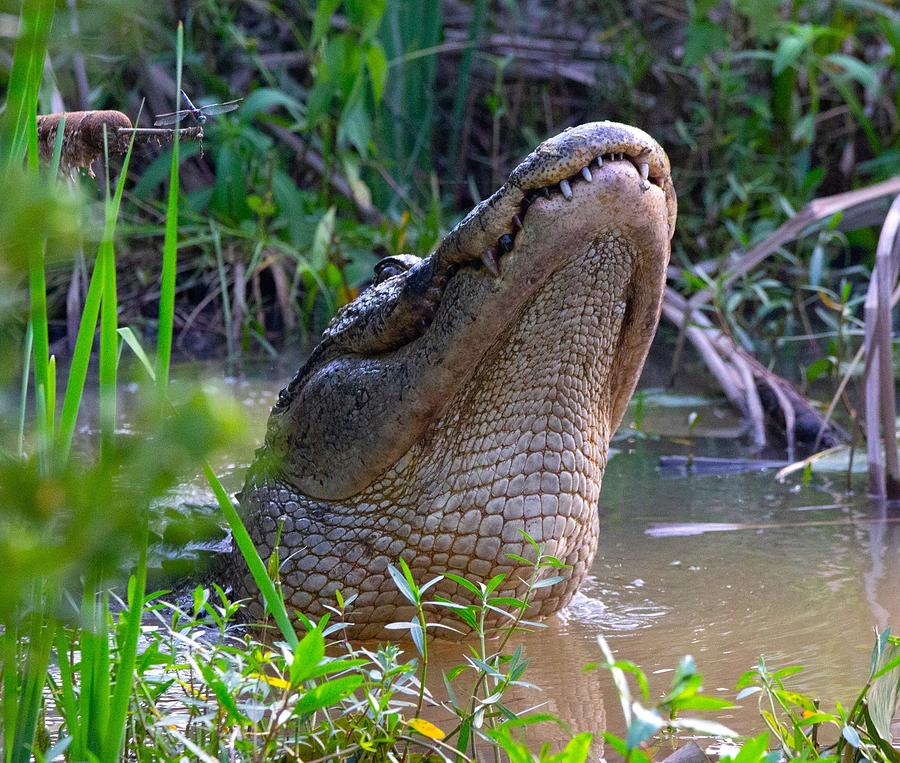 Mama Alice communicating with her babies Photograph by Sandy Zanko ...