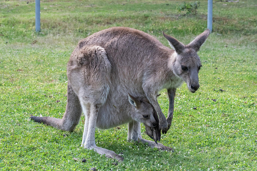 What Is A Mom Kangaroo Called at Shelley Morgan blog