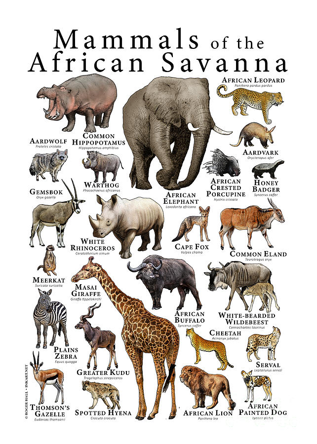 Africa Savanna Animals List