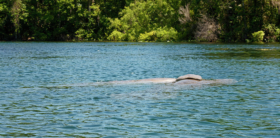 Manatees Mating Photograph By Sally Weigand Fine Art America