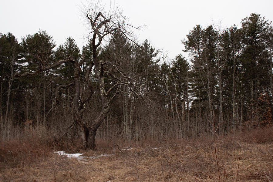 Mangled Photograph by Torin Scalora - Fine Art America